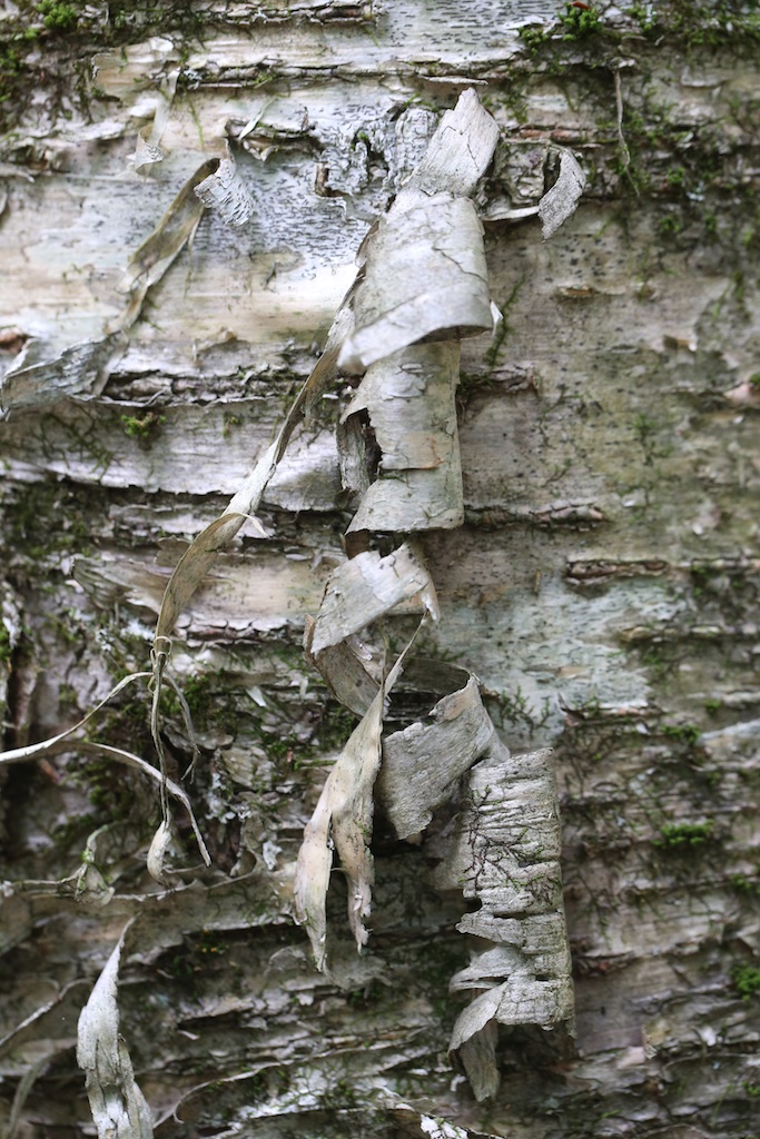 The Old Birch Tree - Bedlam Farm