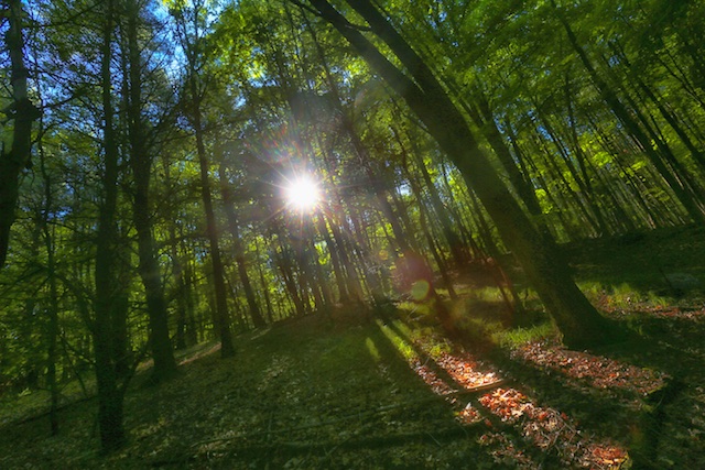 First Light In The Deep Woods. Sounds Of A Soul Awakening - Bedlam Farm ...