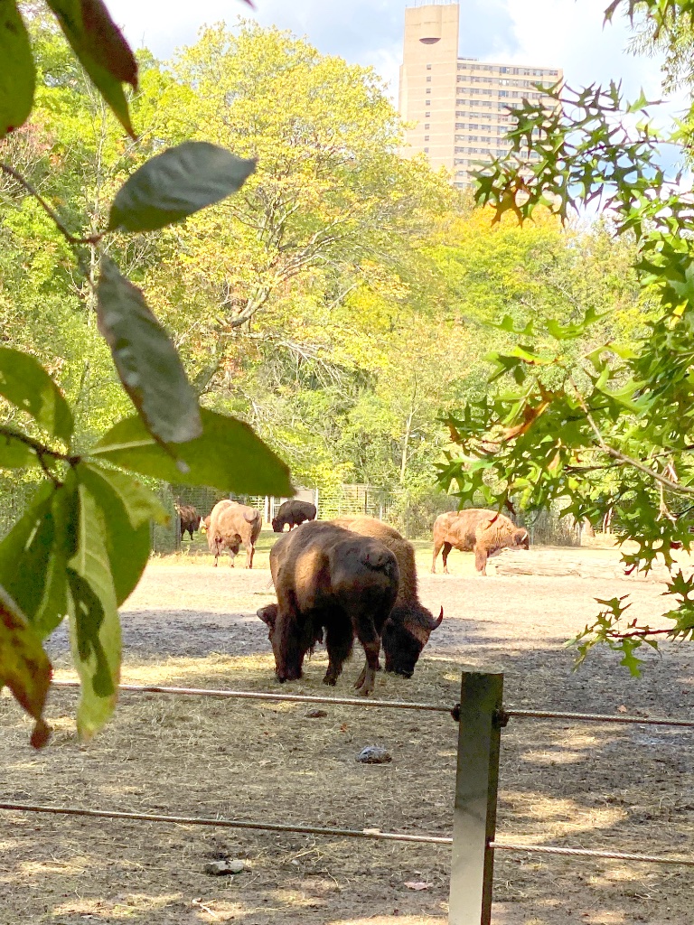 The Great Urban Zoo. A Brilliant Panorama Of Life - Bedlam Farm