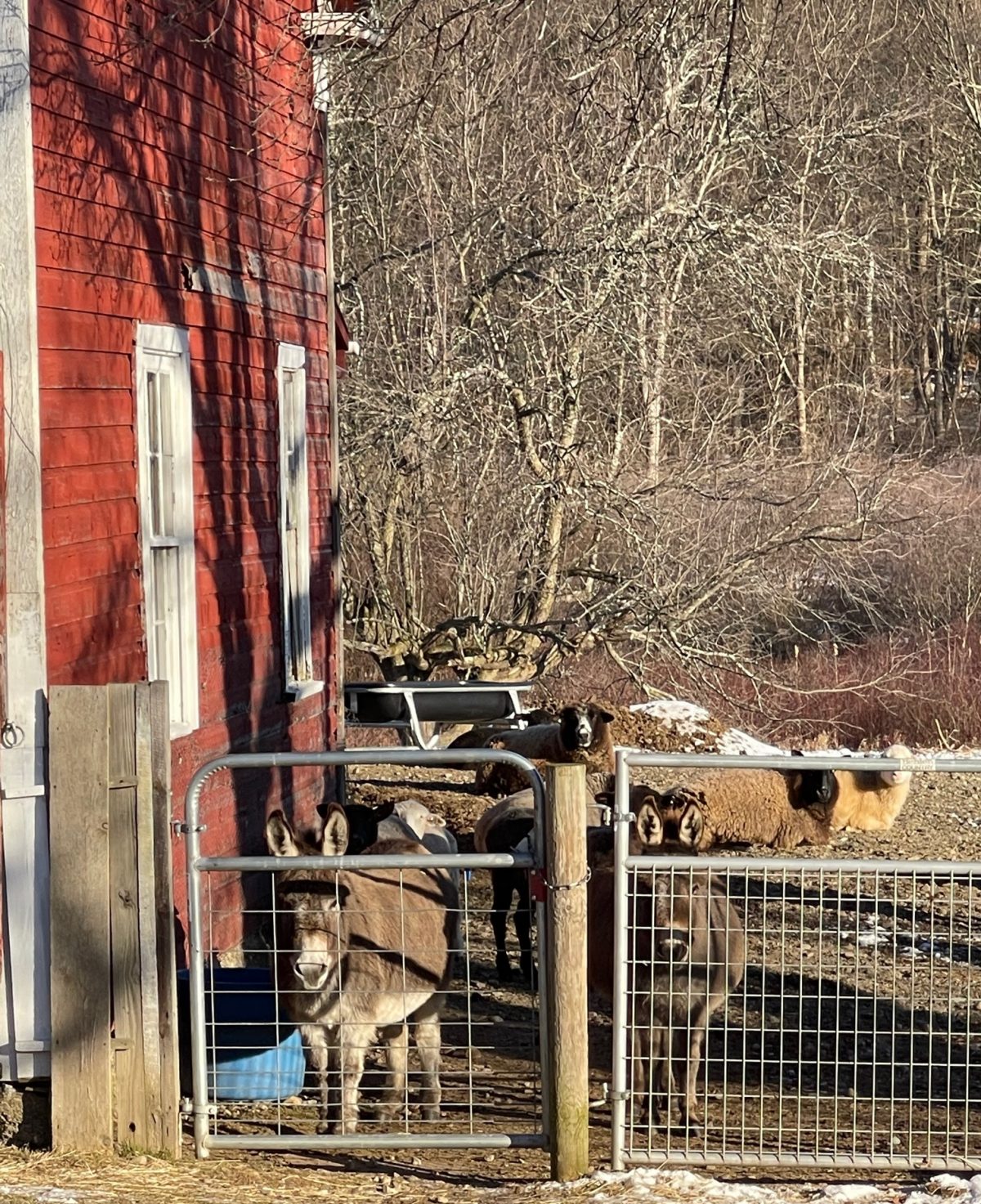 Surprise! I'm Self Isolating At The Farm - Bedlam Farm