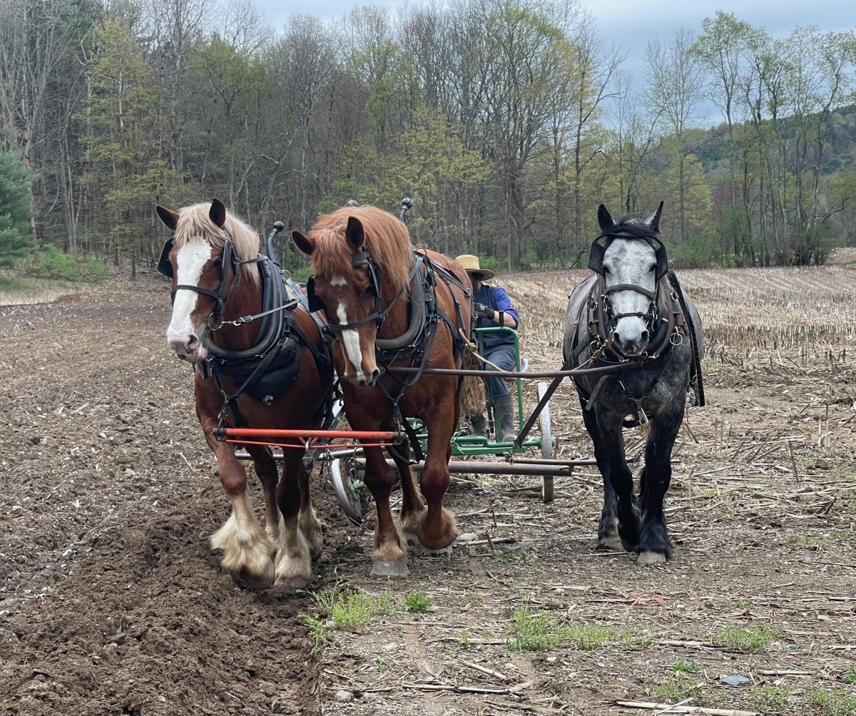 The Miller's Daughters: The Kidnapping Of Amish Innocence - Bedlam Farm
