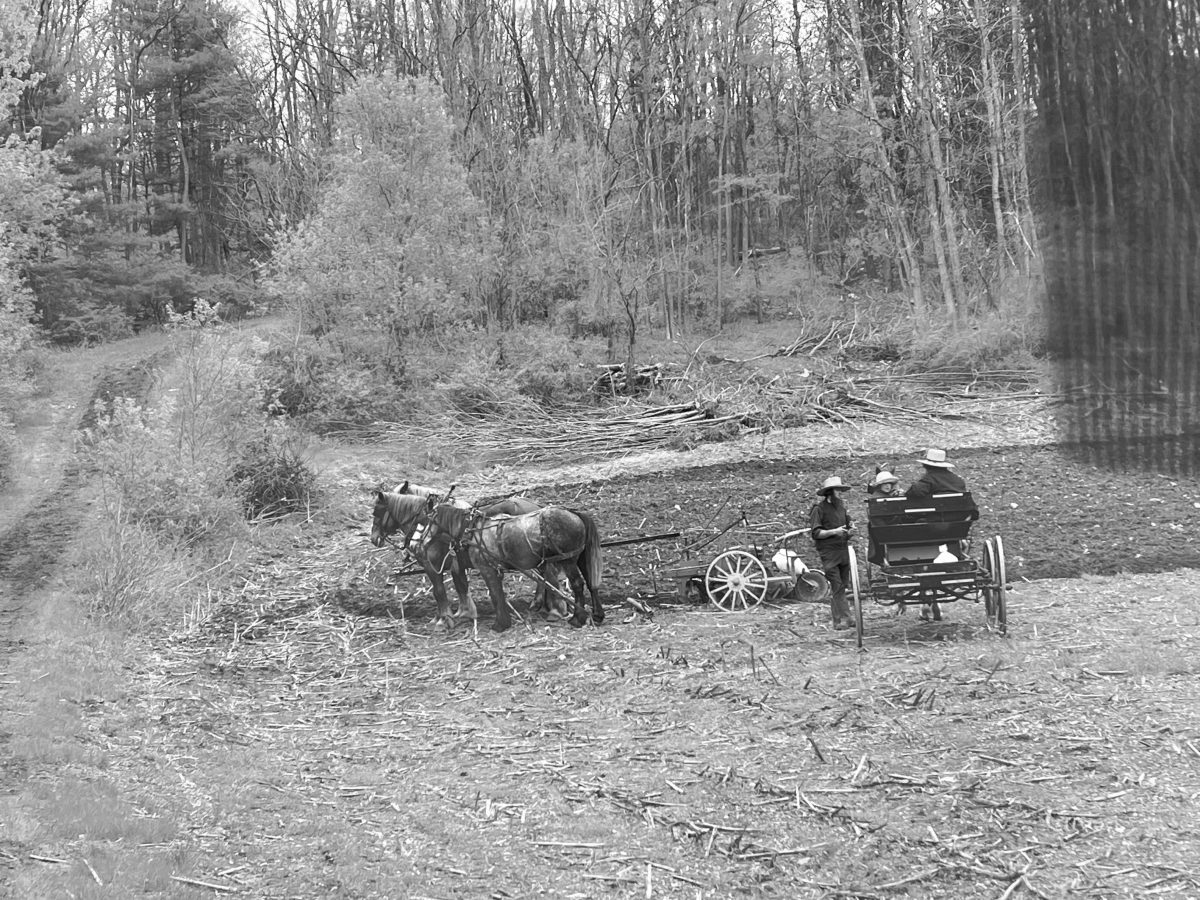 The Miller's Daughters: The Kidnapping Of Amish Innocence - Bedlam Farm