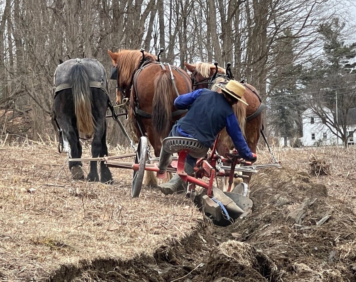 The Patriarchy And The Amish Man - Bedlam Farm