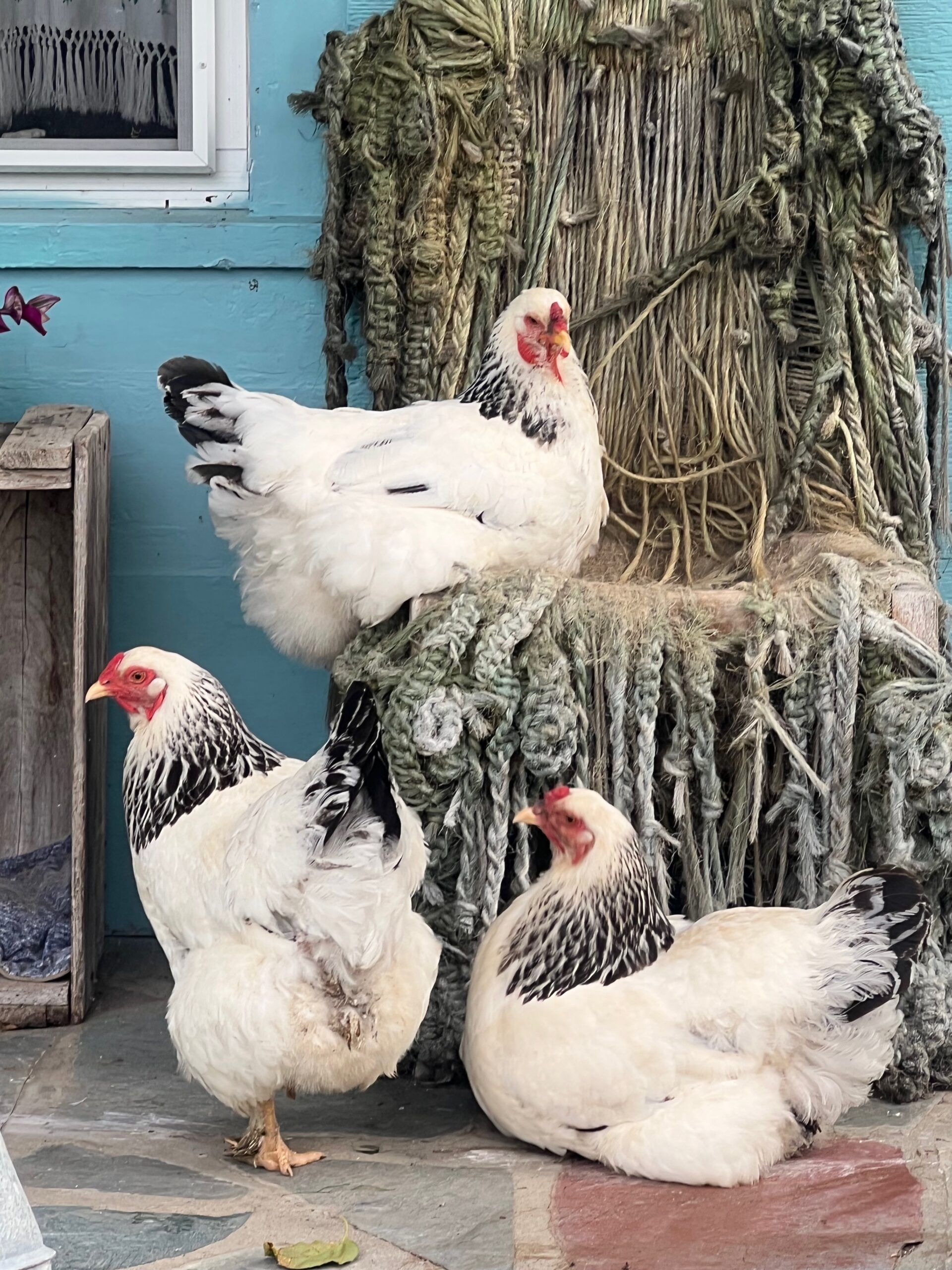 Wednesday, August 10, Imperious Hens Morning Planning Session - Bedlam Farm