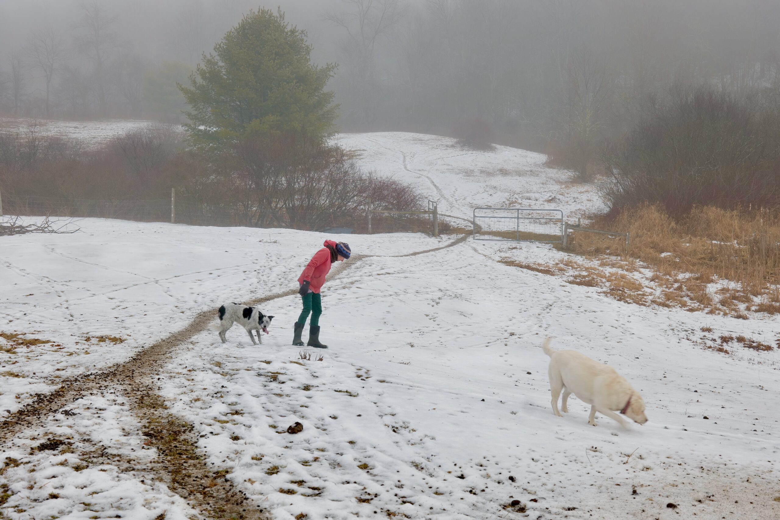 Good Morning. After Cold, Moist, After Mist, Sun, After Sun, Beauty. It ...