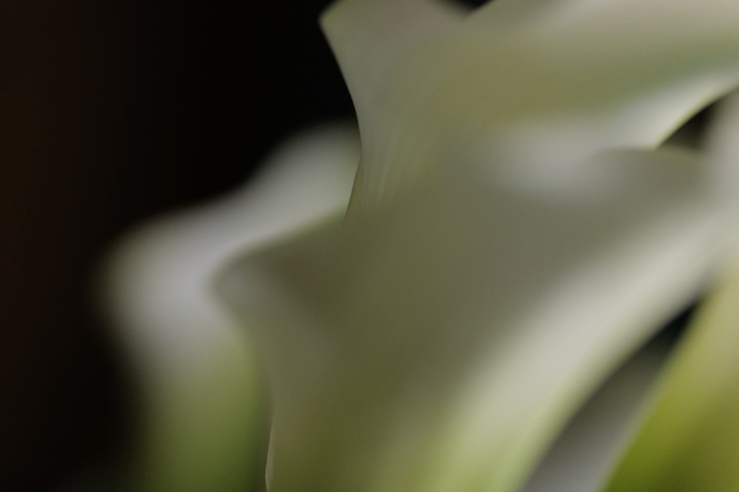 Mercy Is Not Dead To Me: It Is Just Being Discovered Again - Bedlam Farm