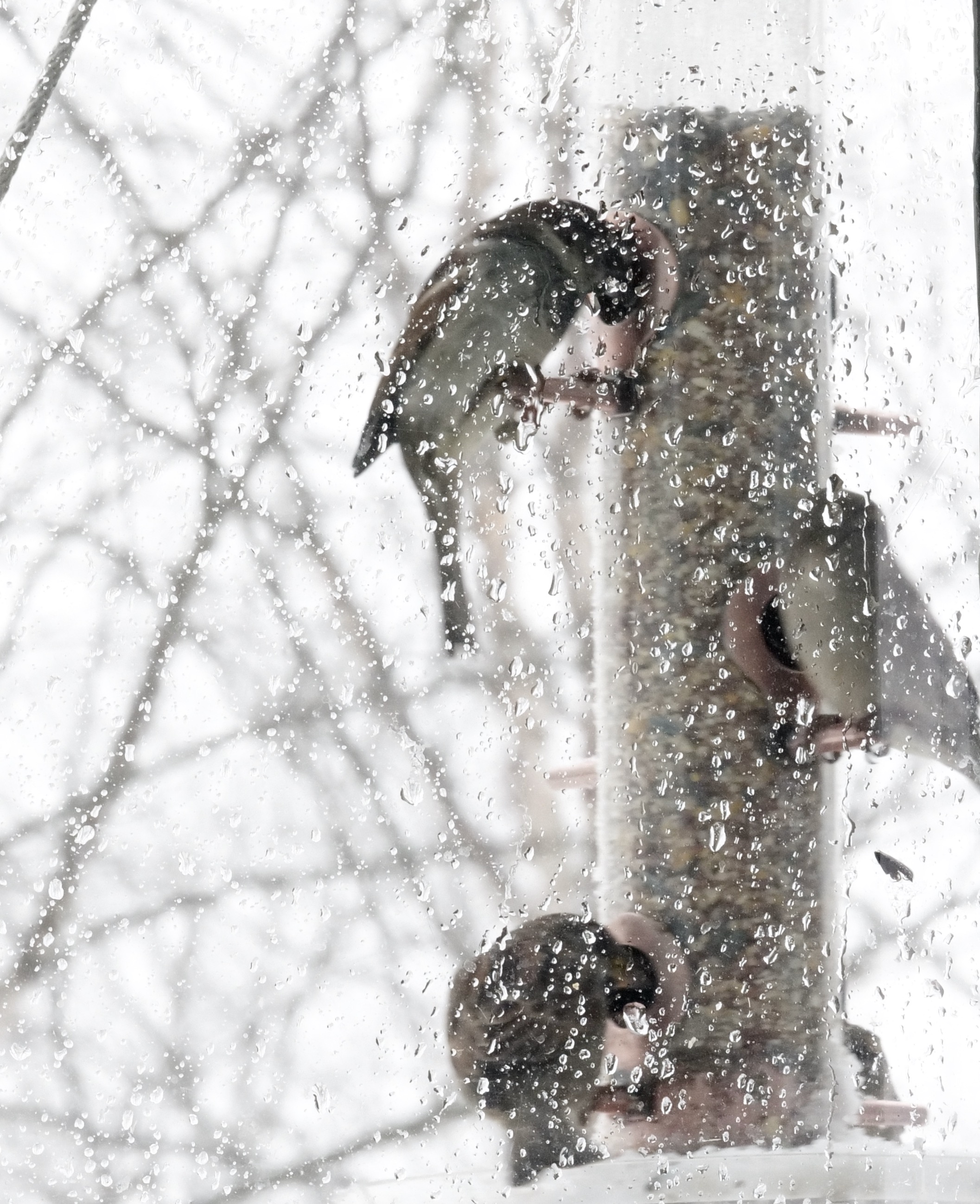 Photo Journal: Birds In A Storm, Fighting For Food In The Snow And Wind ...