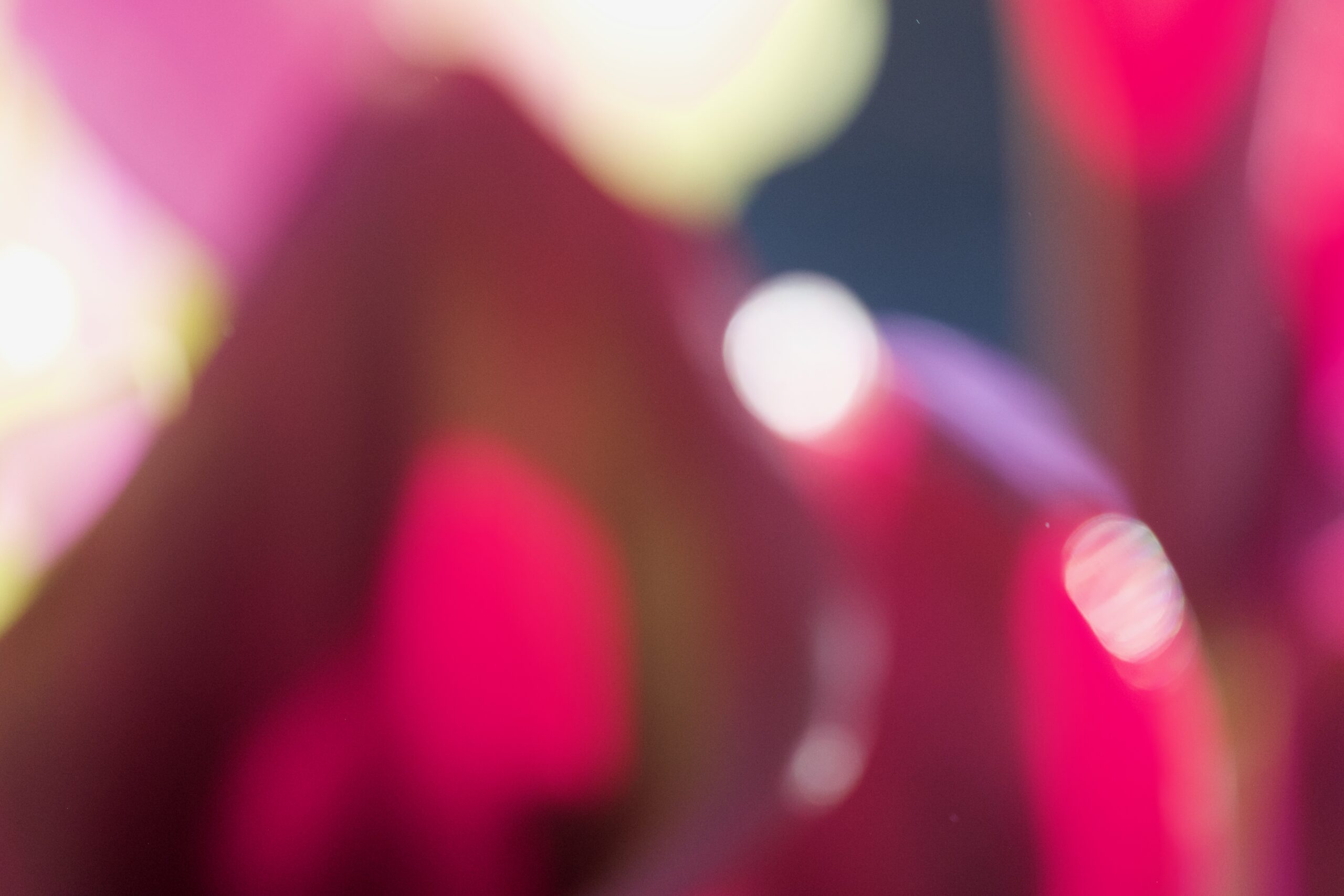 Flower Art, Abbreviated Through The Storm. Choosing One Flower An ...