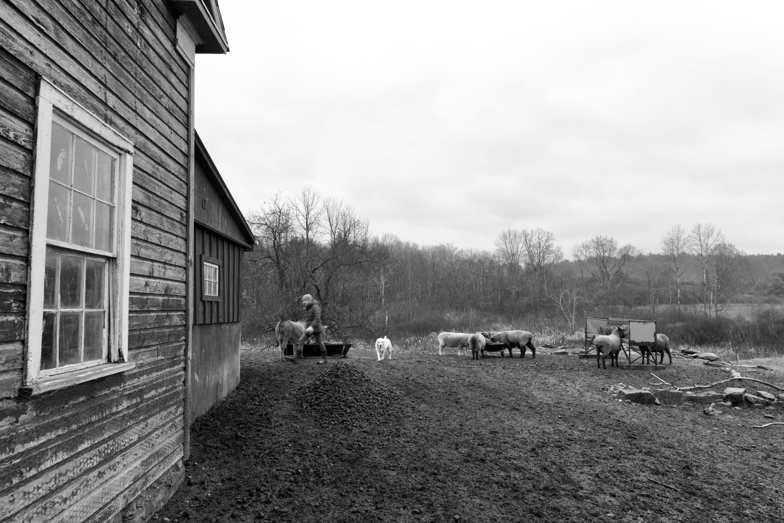 Pastoral Morning, Rain, Rain, Then Snow, Snow, Then Ice, Ice. Beauty ...