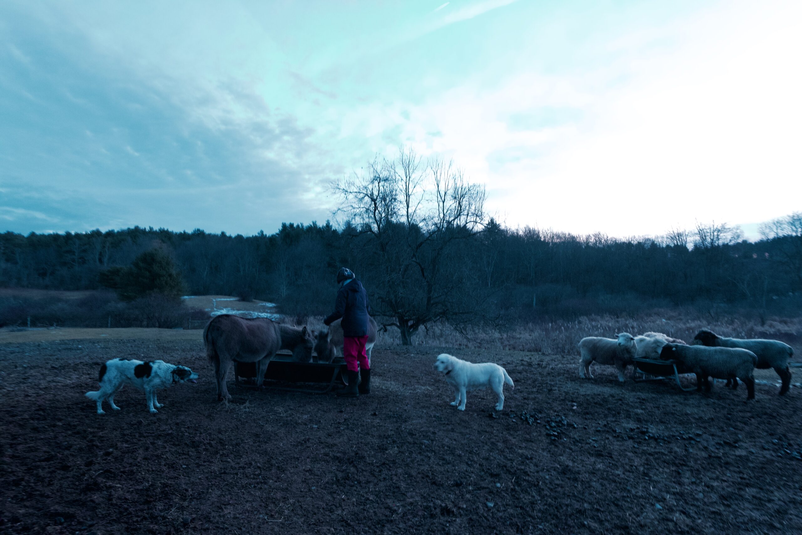 Pastoral Morning, Sunrise, The Beauty Of The Dark, Life In Nature ...