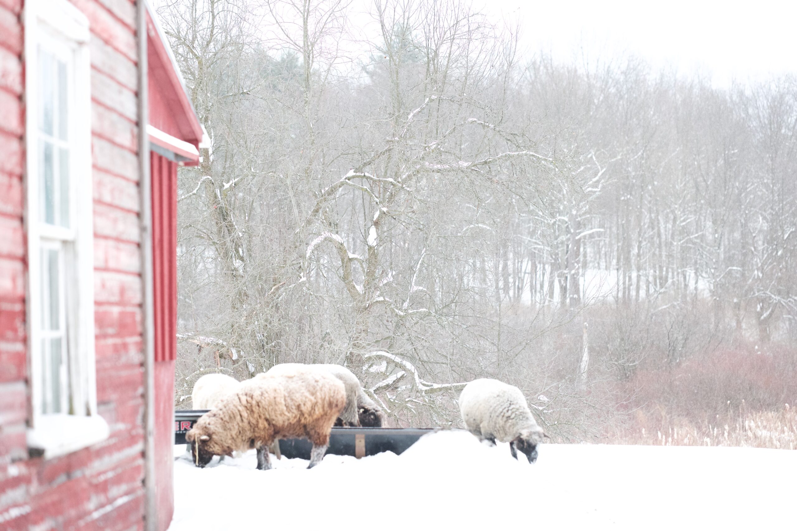 Pastoral Morning, The Winter Pasture Still Snowing, Exploring Storms As ...