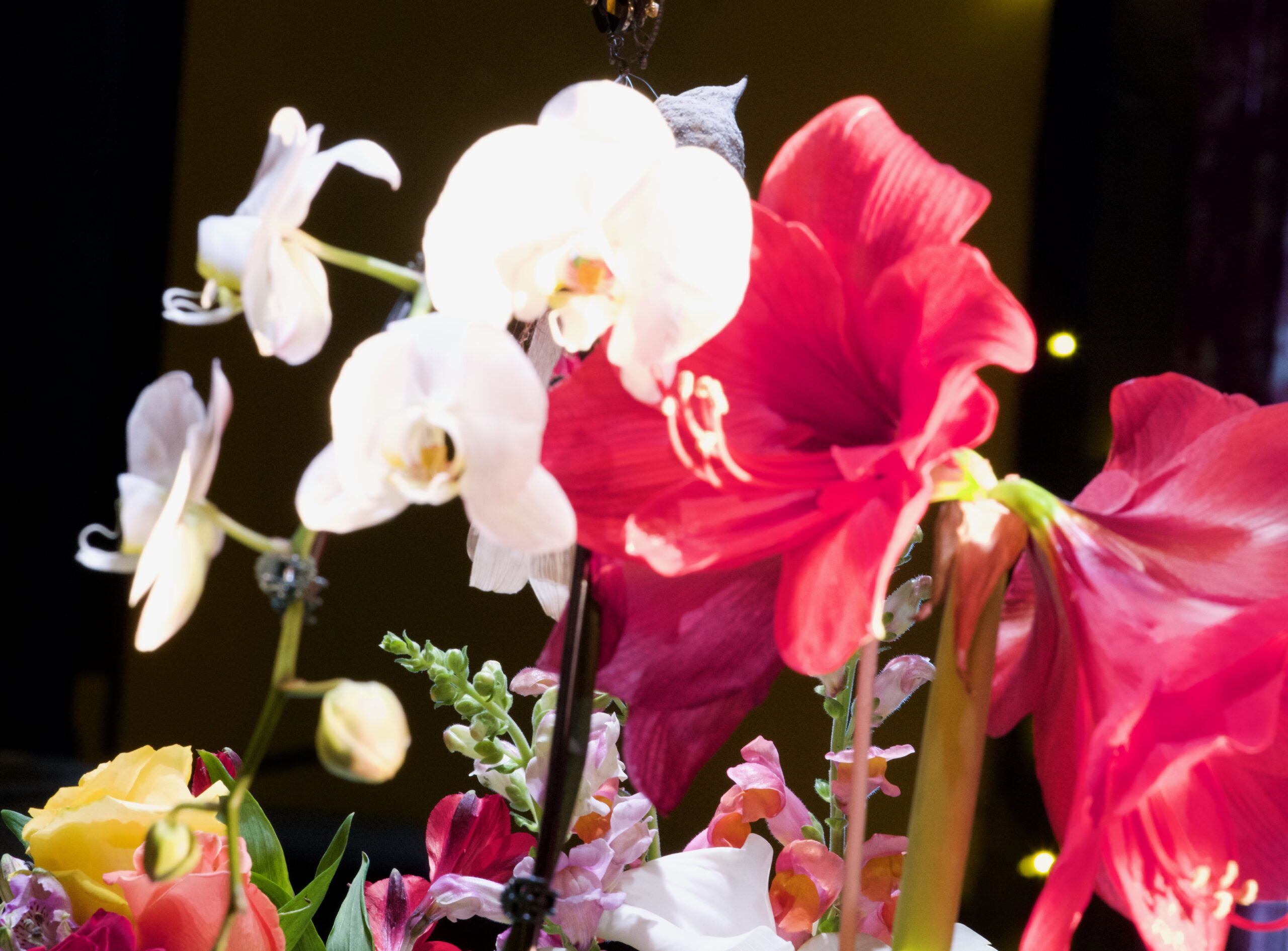 "On Learning To Dissect Fetal Pigs..." 2020 Academy Of Americans Poets ...