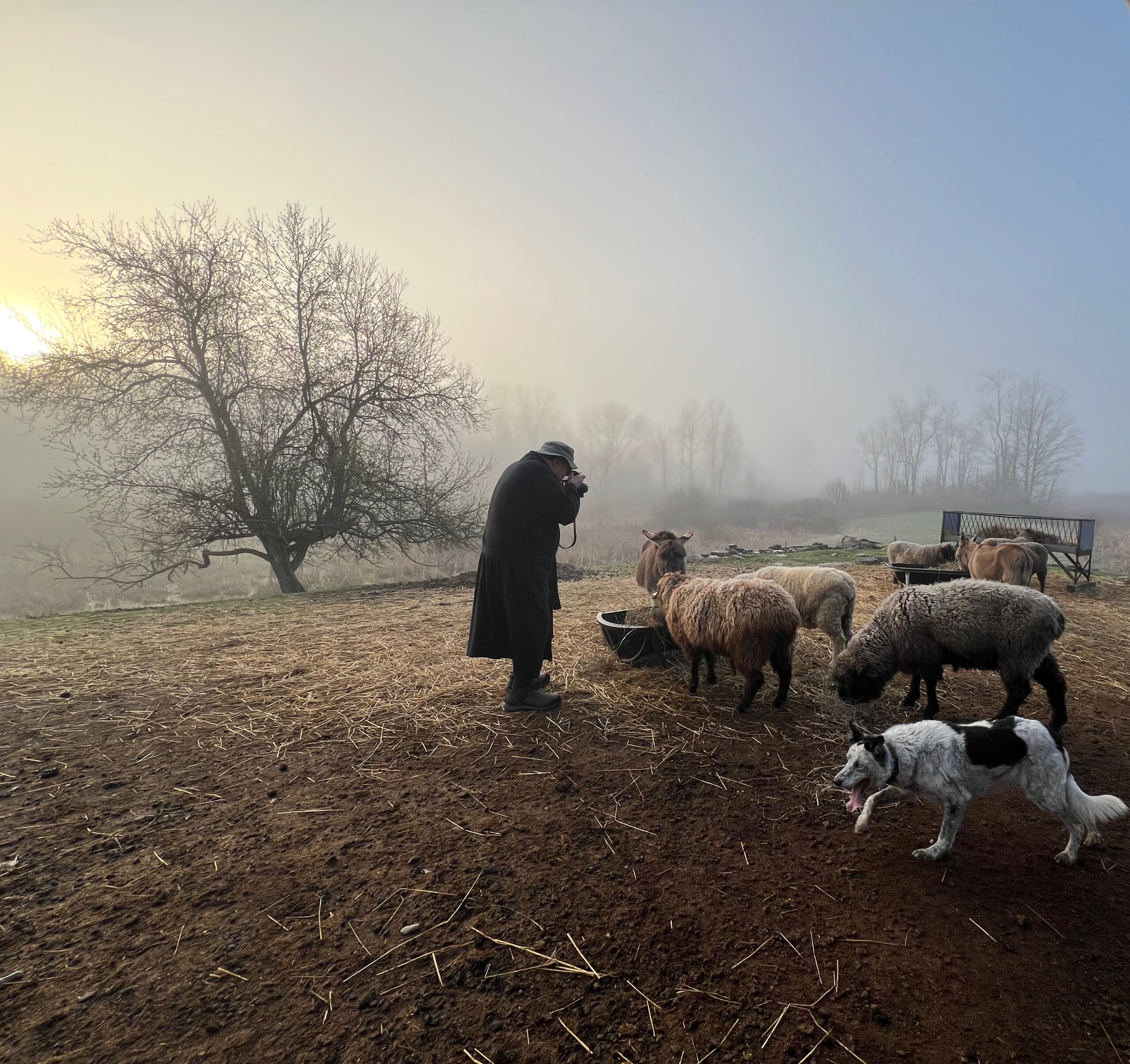 Photo Journal: Two Picture All Alone. Two Images. - Bedlam Farm