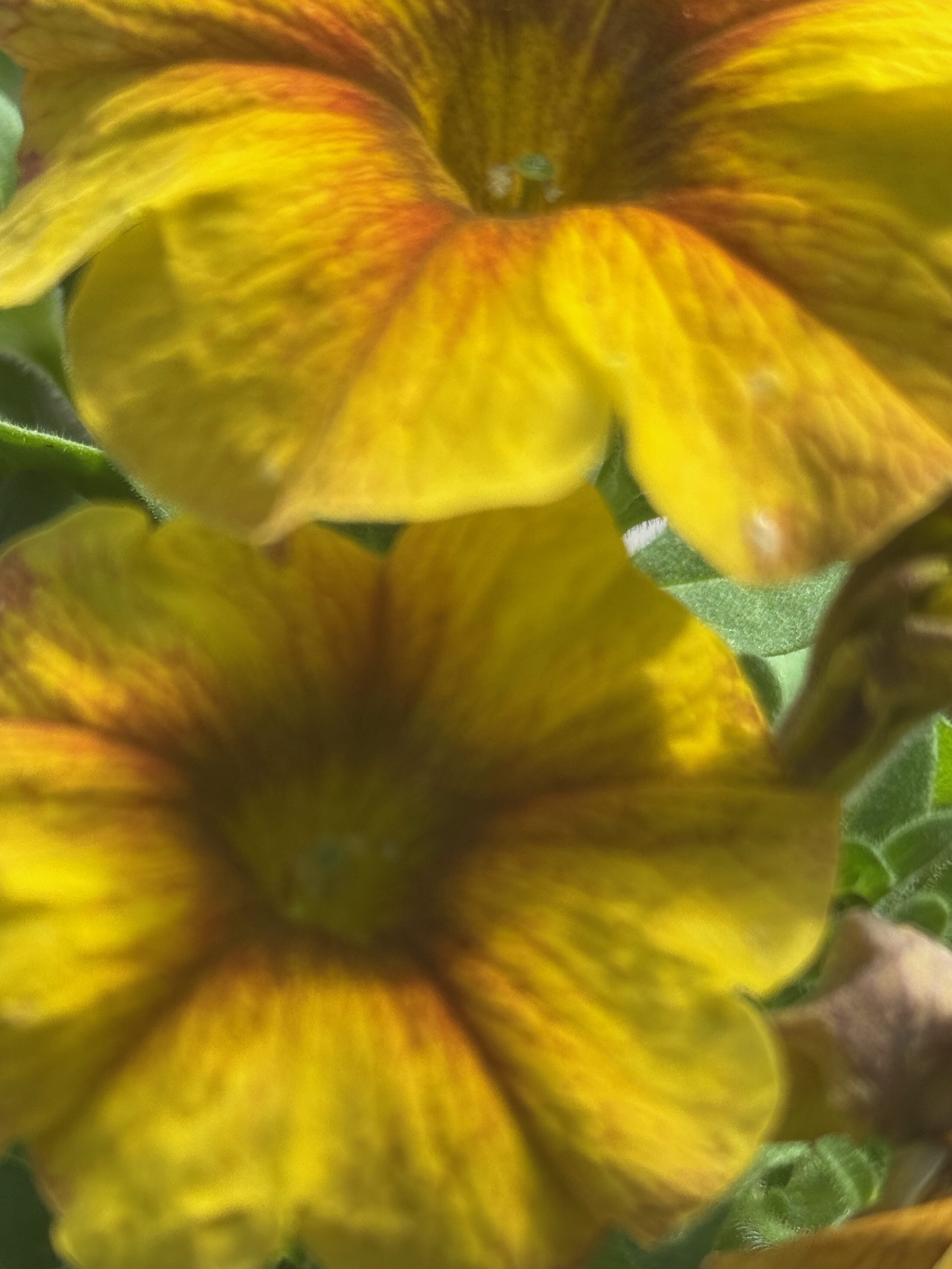 Flower Art, Friday, May 29. I Can't Begin To Say How Much I Love This ...