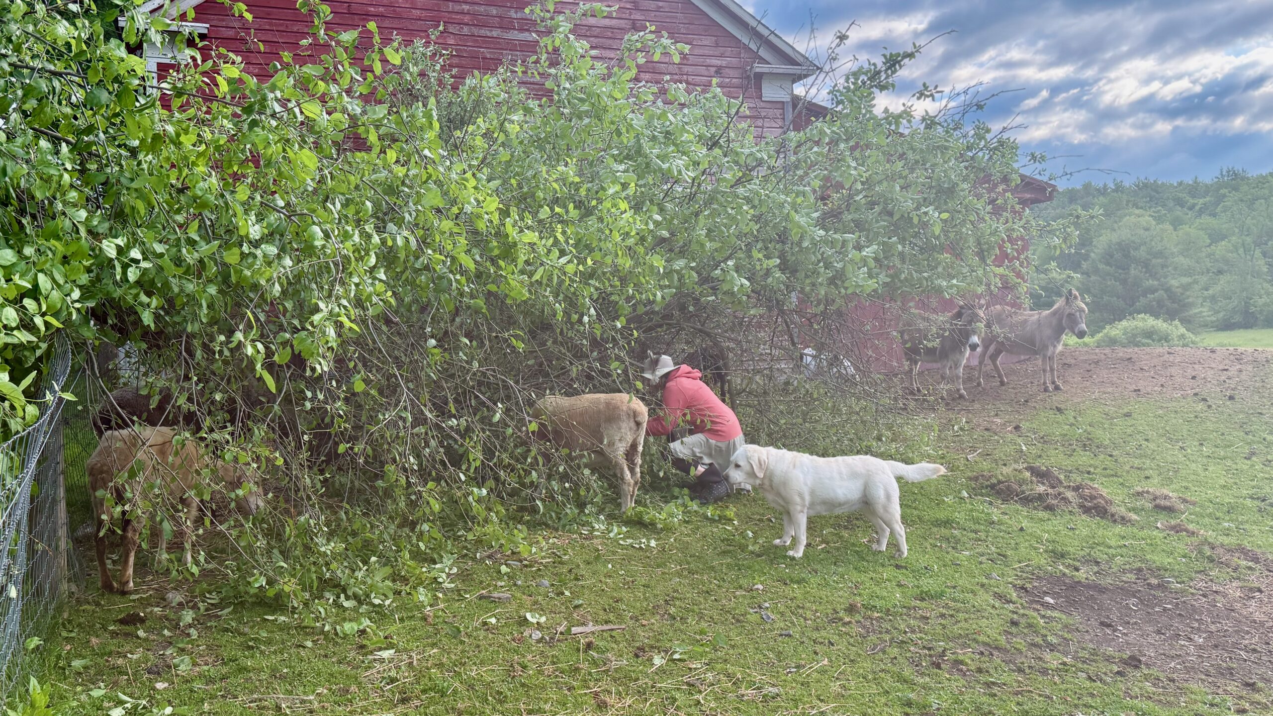 A Tree Falls On Bedlam. Photo Journal. Nobody Hurt, Animal, People ...
