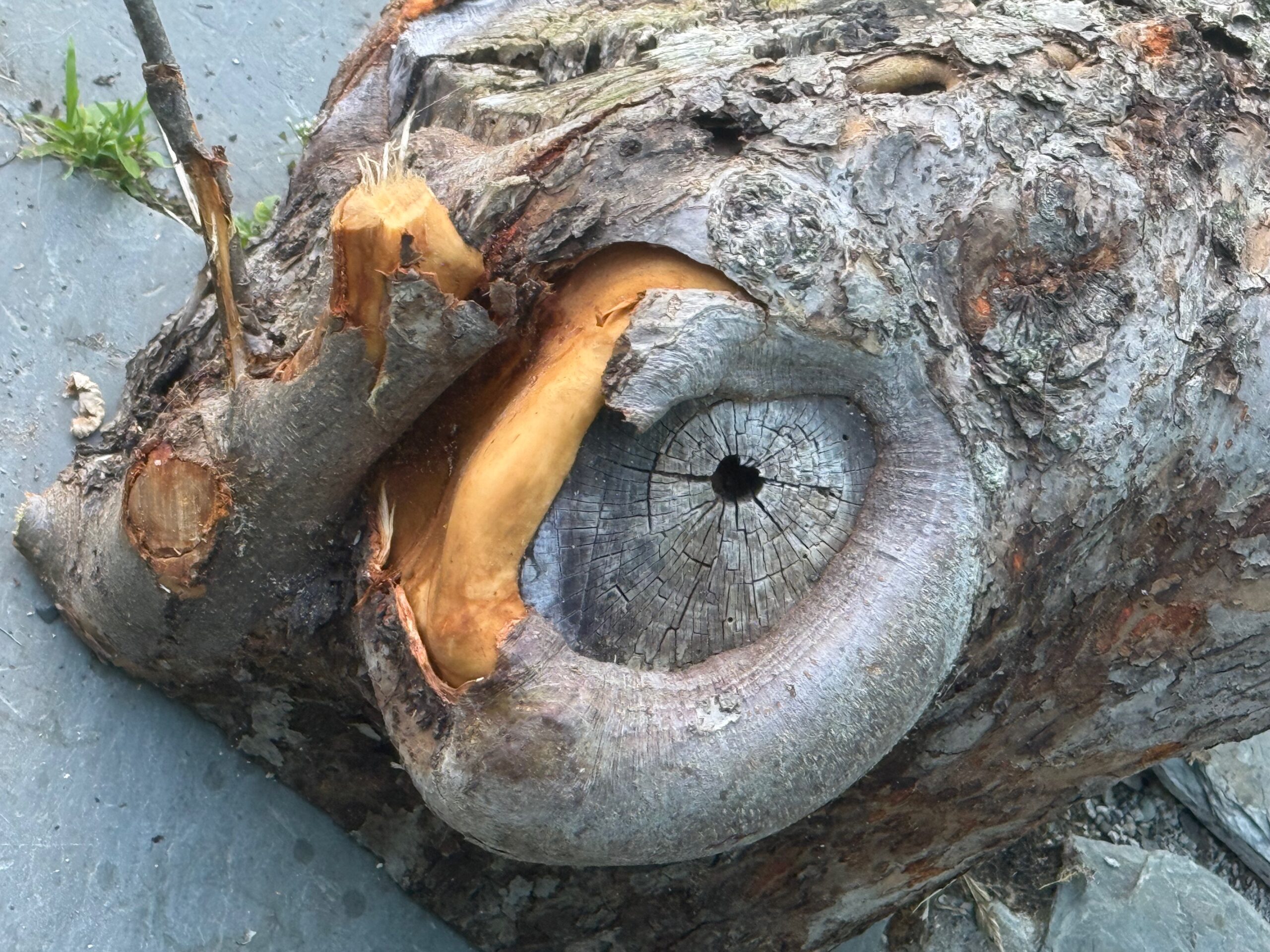 Heavy Tree Being Cut Up, A Friendship Deepens, A Camera Came Home ...