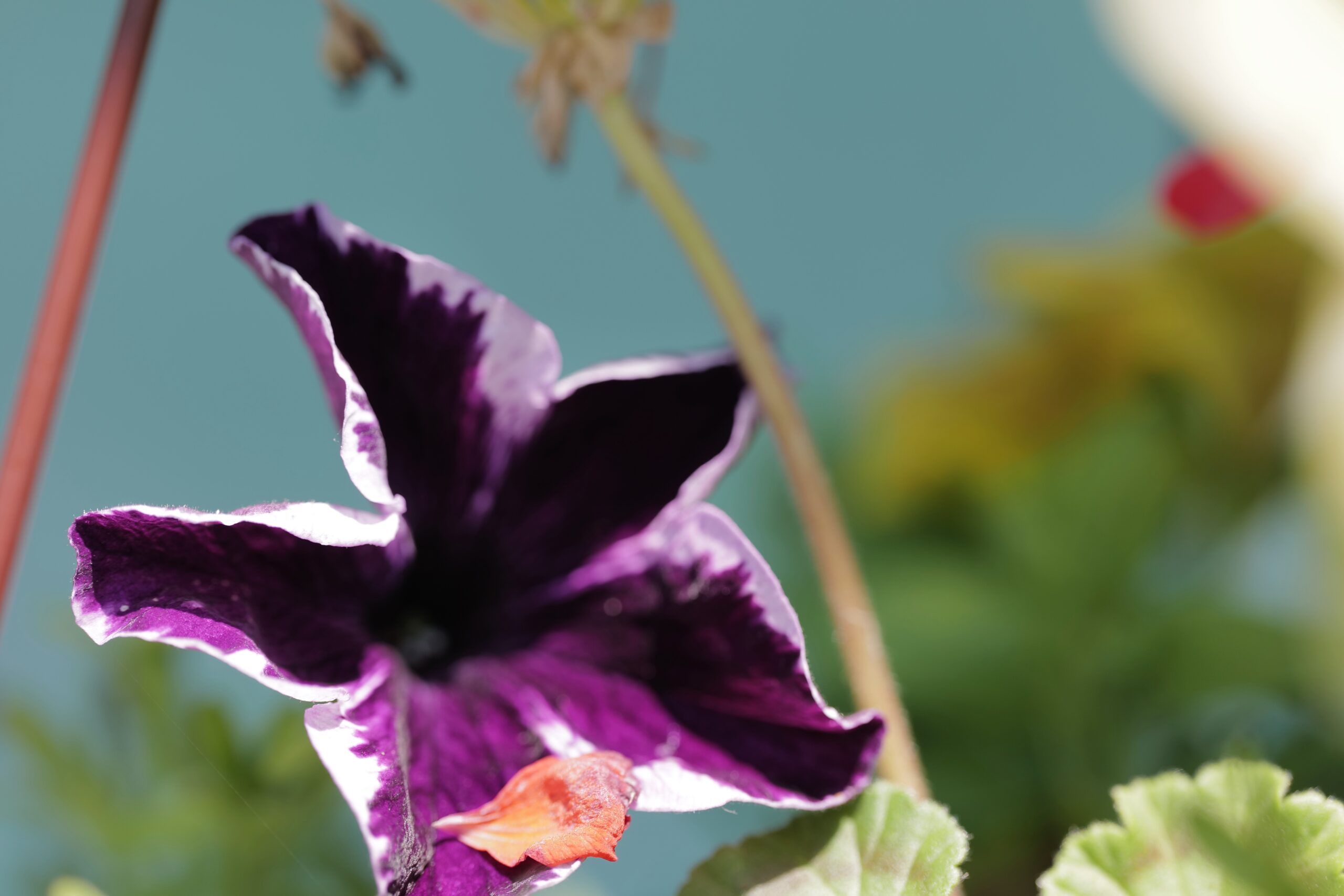 Aging Gracefully: Routines Came To Smother My Life. Old Age Gave Me New ...