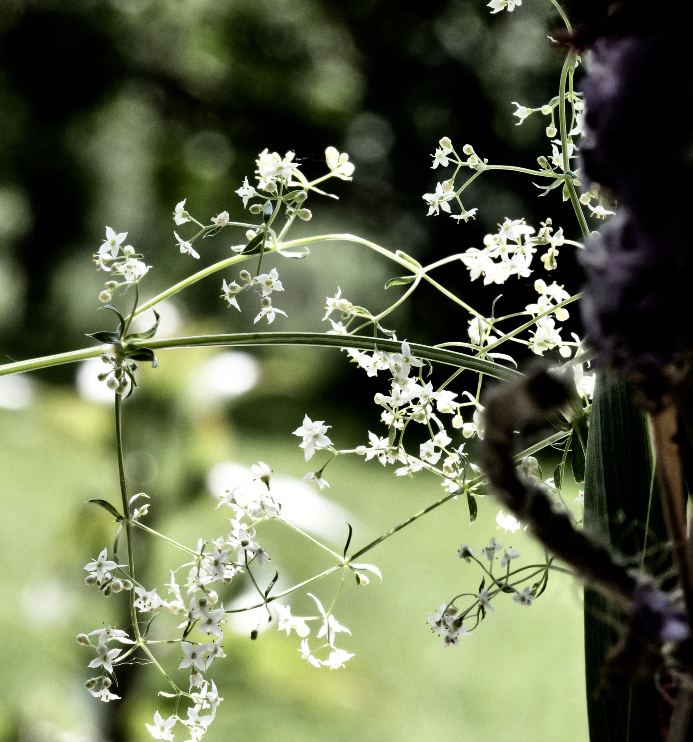 Flower Art, Thursday, June 11, 2026. The Soul Of A Flower. The Death Of ...