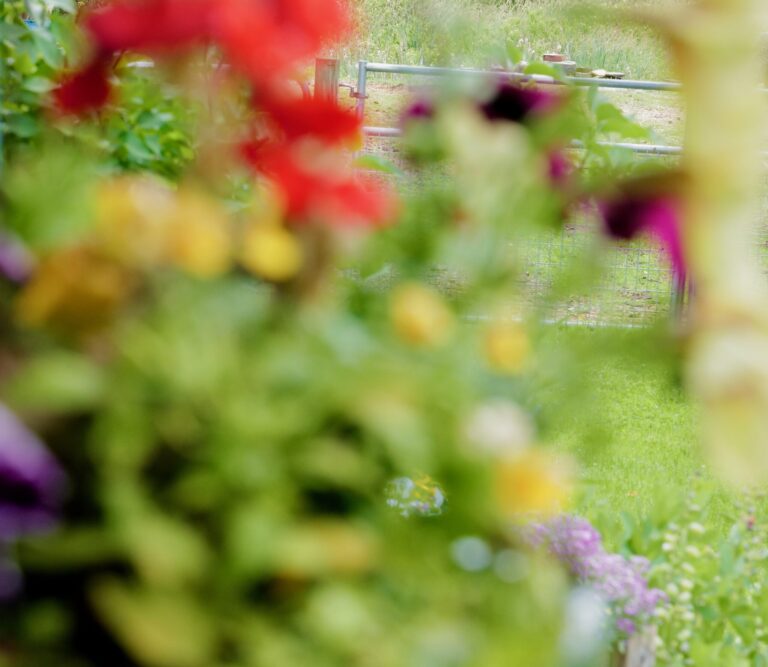 Flower Five - 1 - Bedlam Farm