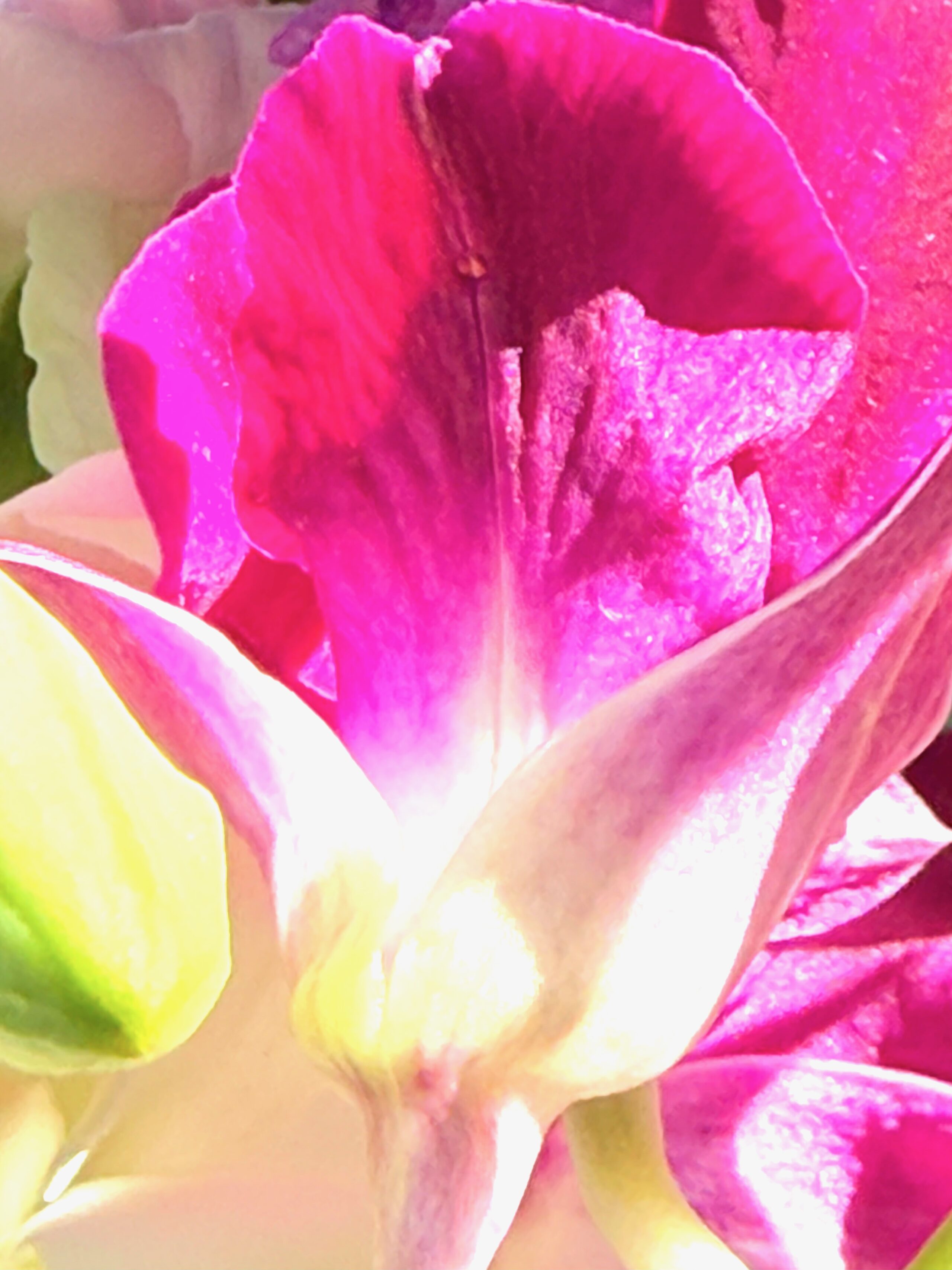 Flower Art, Wednesday, June 3, 2026. Falling In Love With My Iphone ...