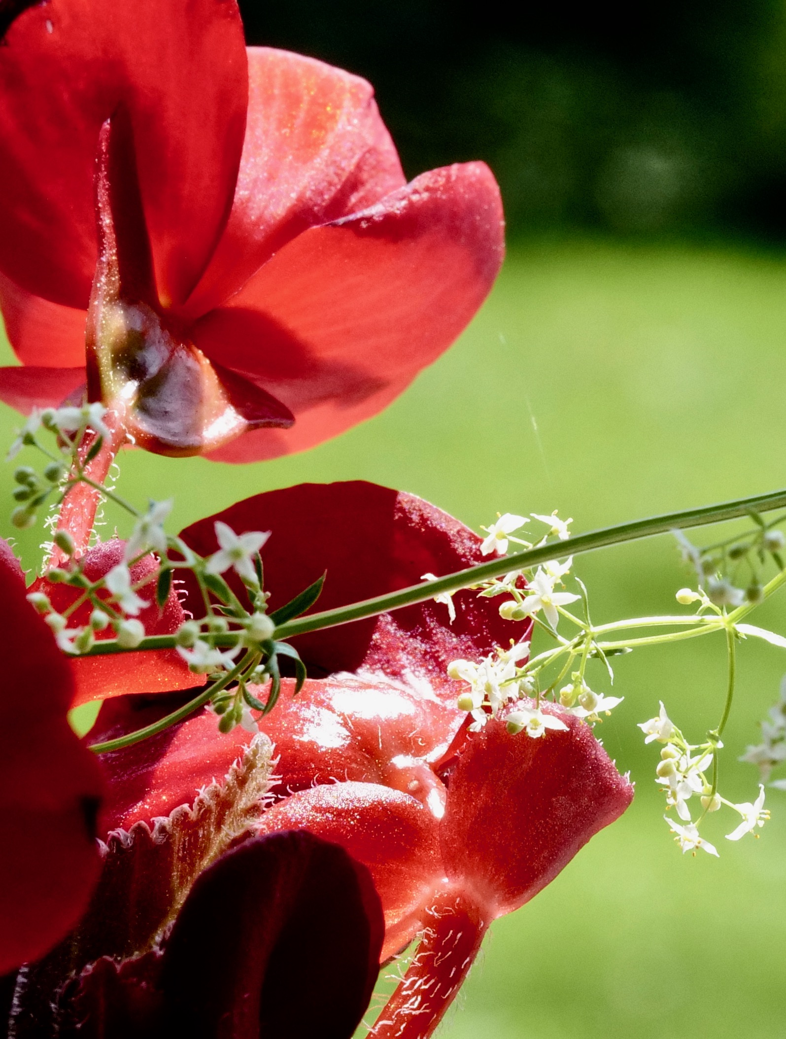 Flower Art, Thursday, June 11, 2026. The Soul Of A Flower. The Death Of ...