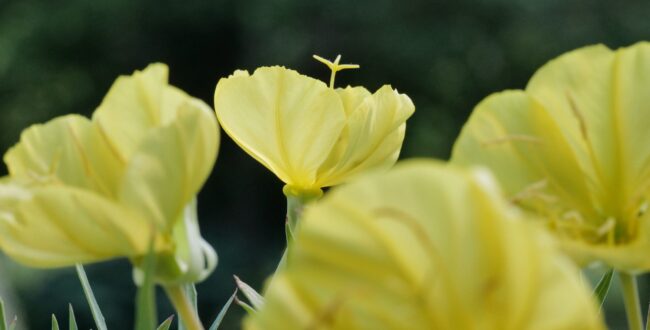 Flower Two - 1 - Bedlam Farm