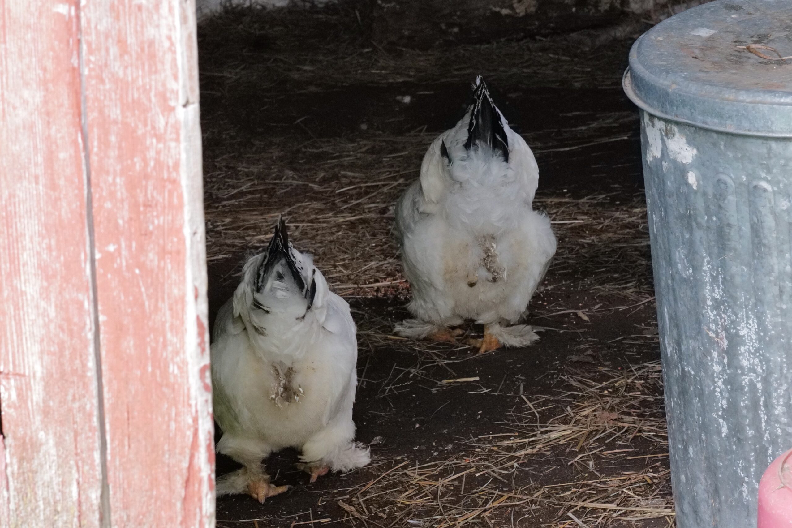 Heads Up, Pastoral Morning Photos Rained Out - Bedlam Farm