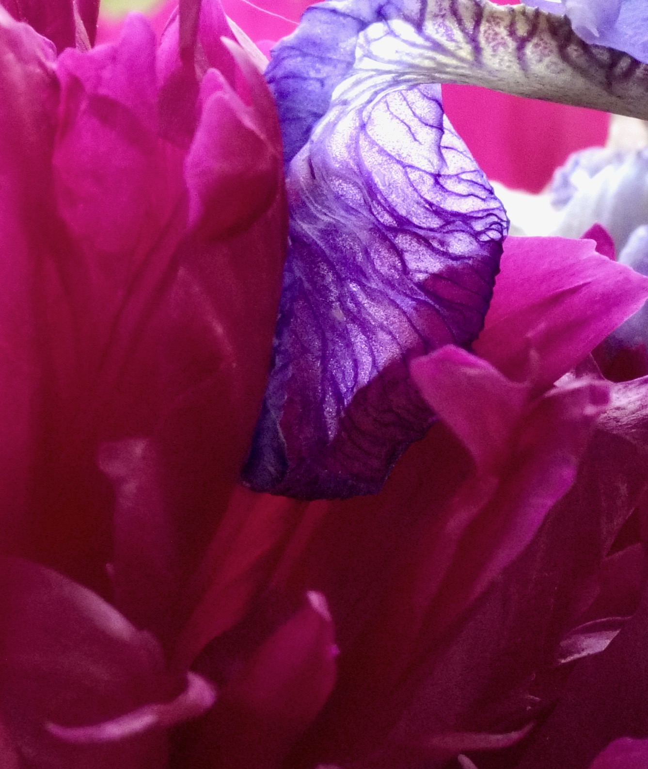 Flower Art, Thursday, June 11, 2026. The Soul Of A Flower. The Death Of ...
