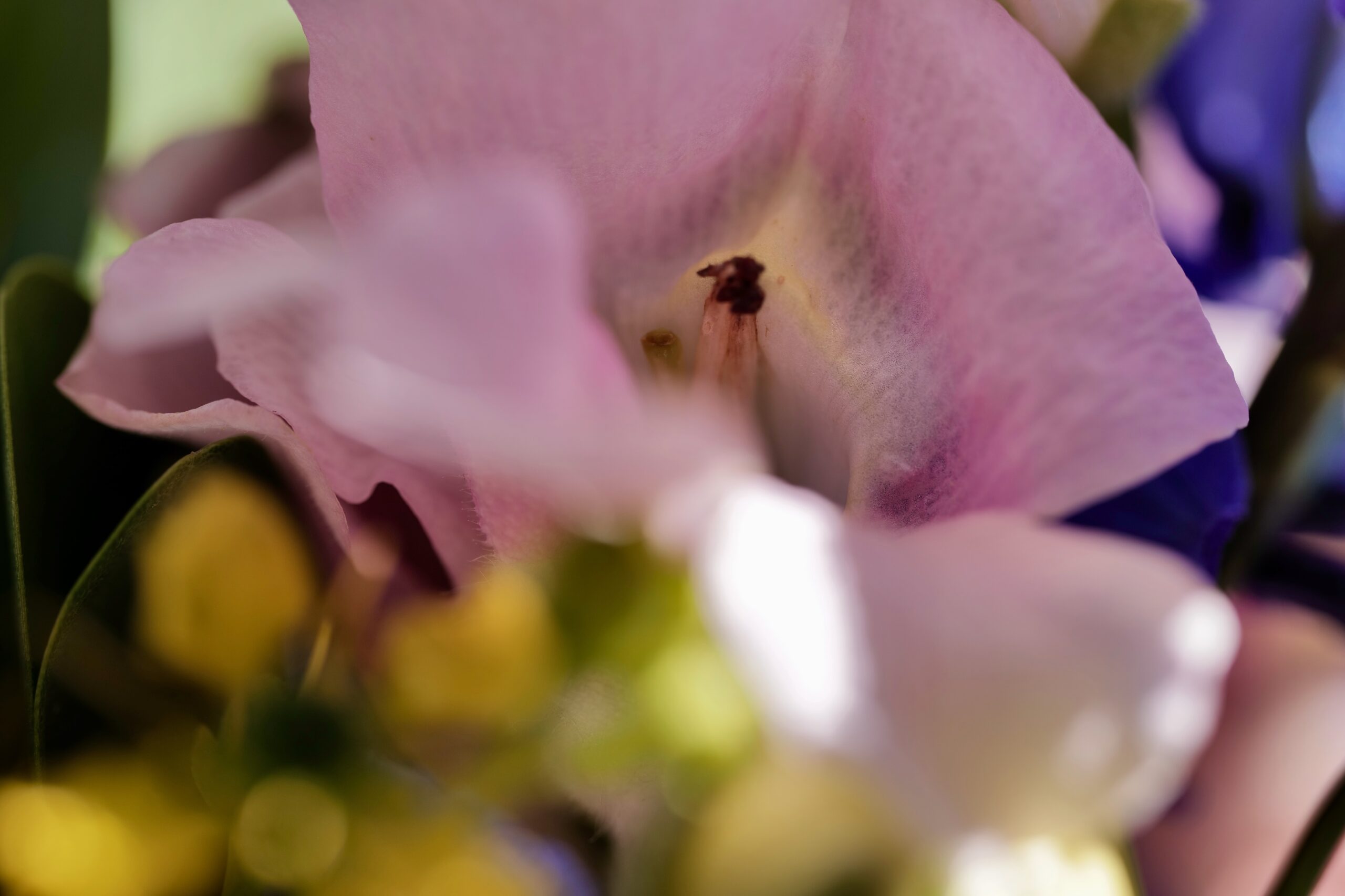 Let Your Soul Bloom Too. Flowers Taught Me How. - Bedlam Farm