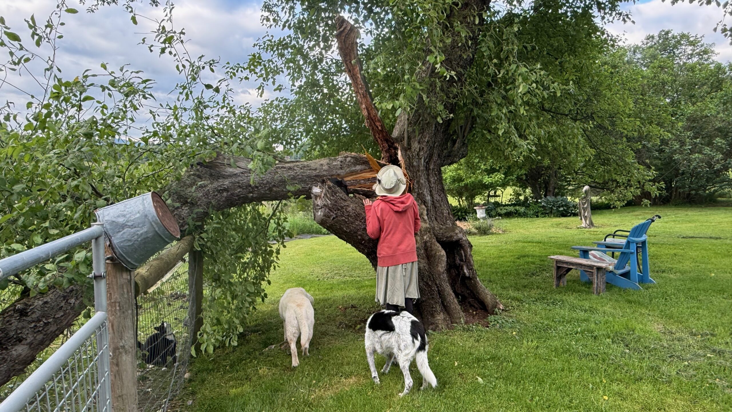 Maria's Good Monday Morning Video: Goodbye To Half Our Apple Tree ...