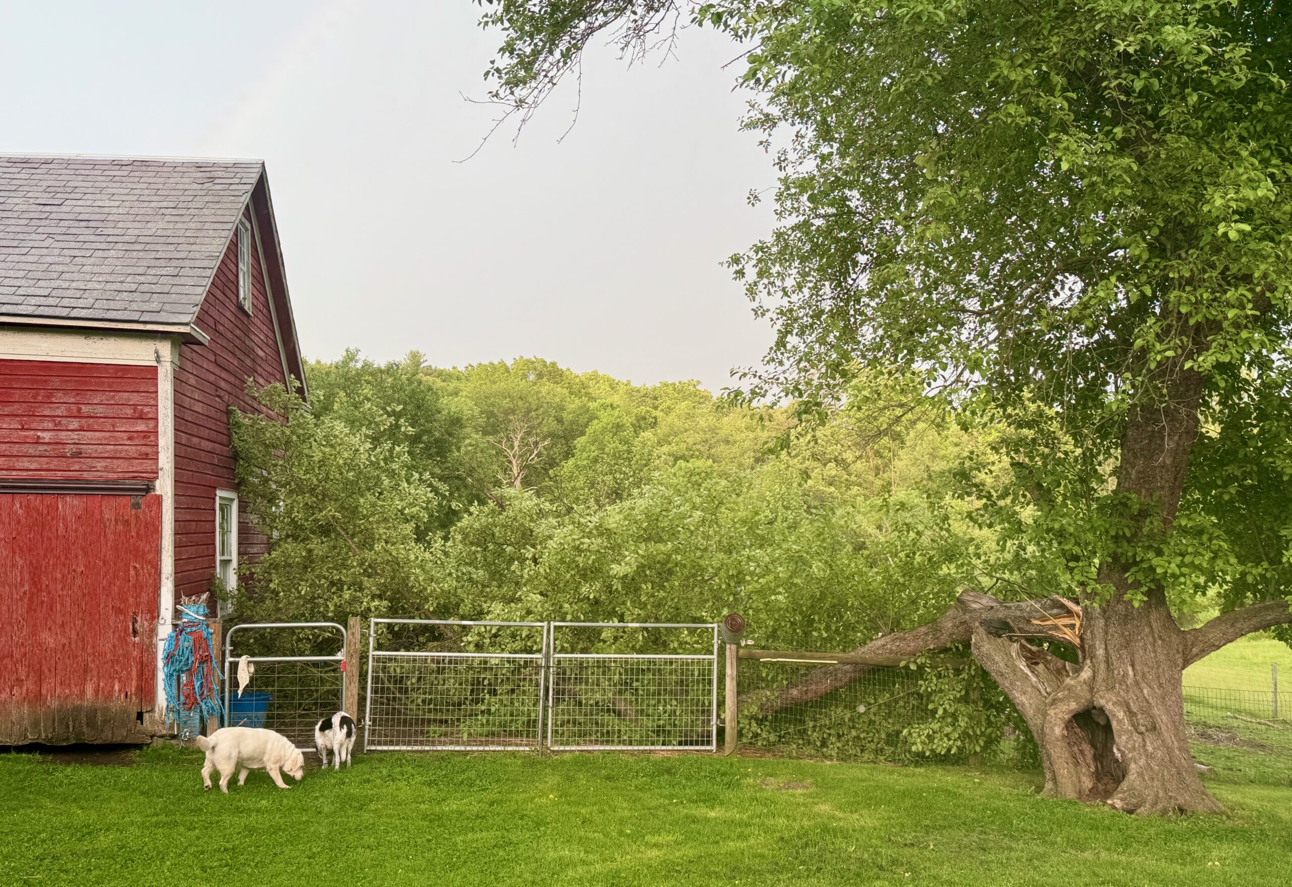 A Tree Falls On Bedlam. Photo Journal. Nobody Hurt, Animal, People ...