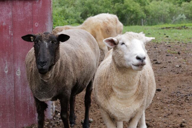 Morning Three - 1 - Bedlam Farm